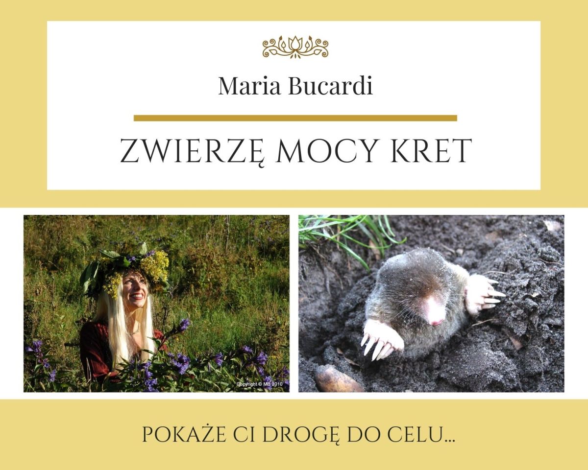 Zwierzę Mocy Kret – poznaj jego symbolikę. – Zwierzęta Mocy wg Marii ...