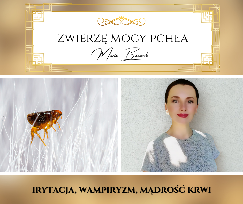 Zwierzę Mocy Pchła ostrzega przed pasożytem i zachęca do odkrycia ...